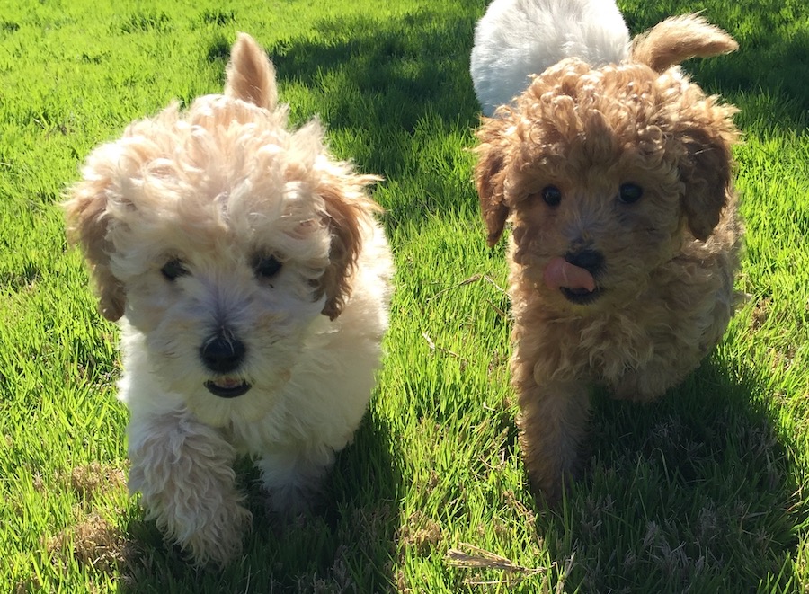 Goldendoodle Puppies in Phoenix, AZ - Copper Skye Doodles