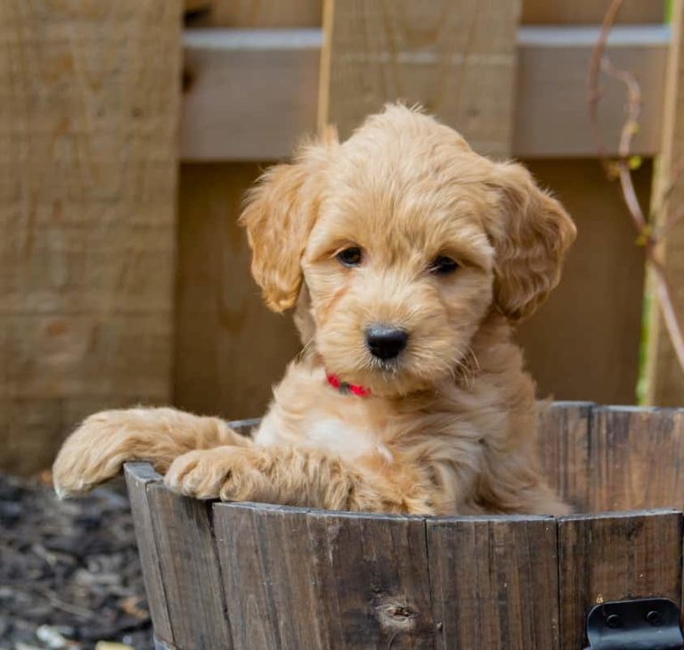 Mini Goldendoodles - Copper Skye Doodles