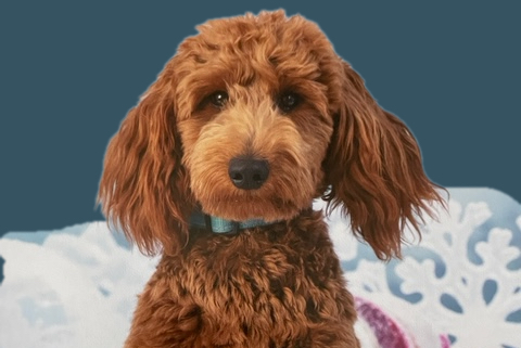 Goldendoodle Color - Copper Skye Doodles