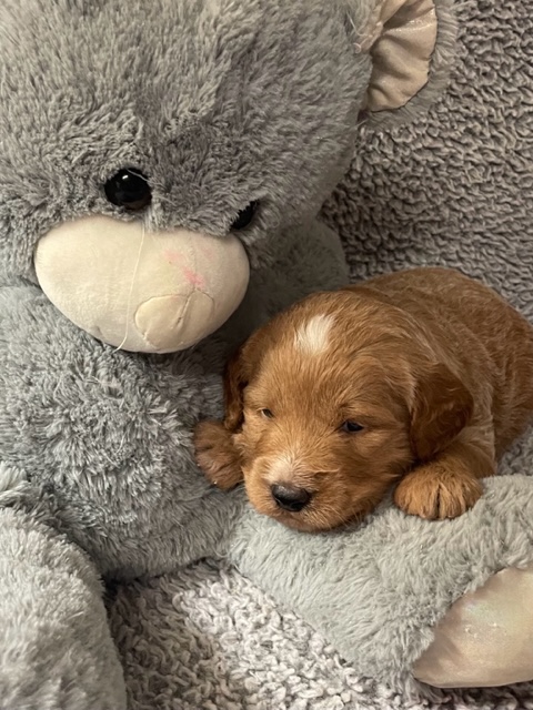 Goldendoodles - Copper Skye Doodles