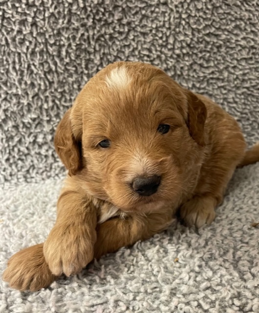 Goldendoodles - Copper Skye Doodles