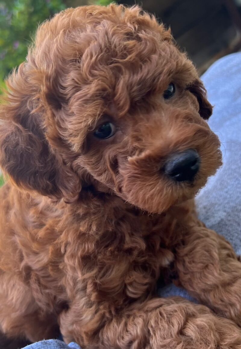 Golden Mountain Doodles - Copper Skye Doodles