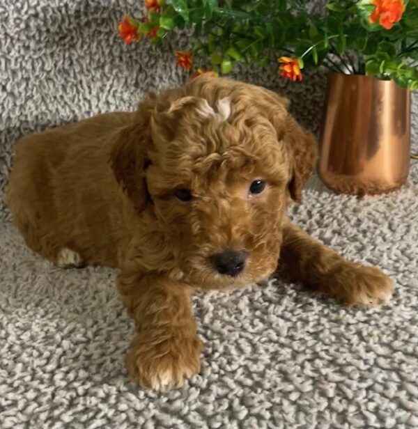 Goldendoodles - Copper Skye Doodles