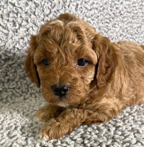 Goldendoodles - Copper Skye Doodles