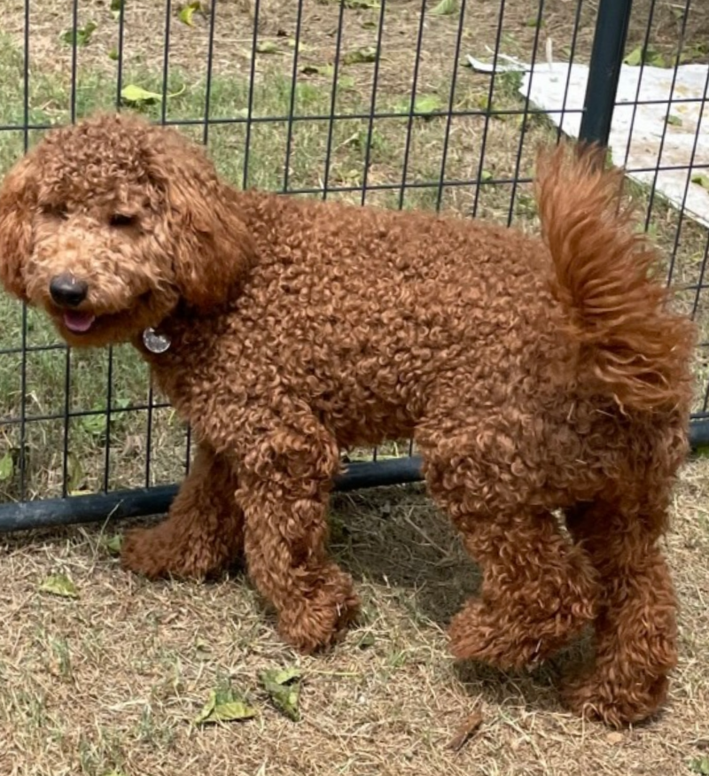 Goldendoodles for Sale | Copper Skye Doodles Breeder